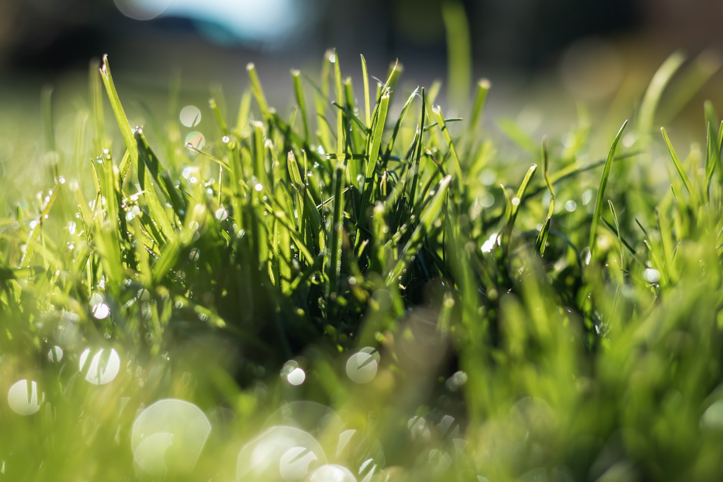 Grass Grader – Quick Lawn Analysis